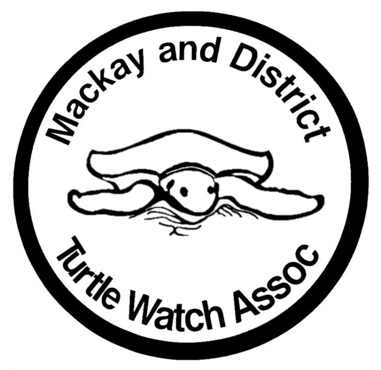 Flatback Turtle | Mackay and District Turtle Watch