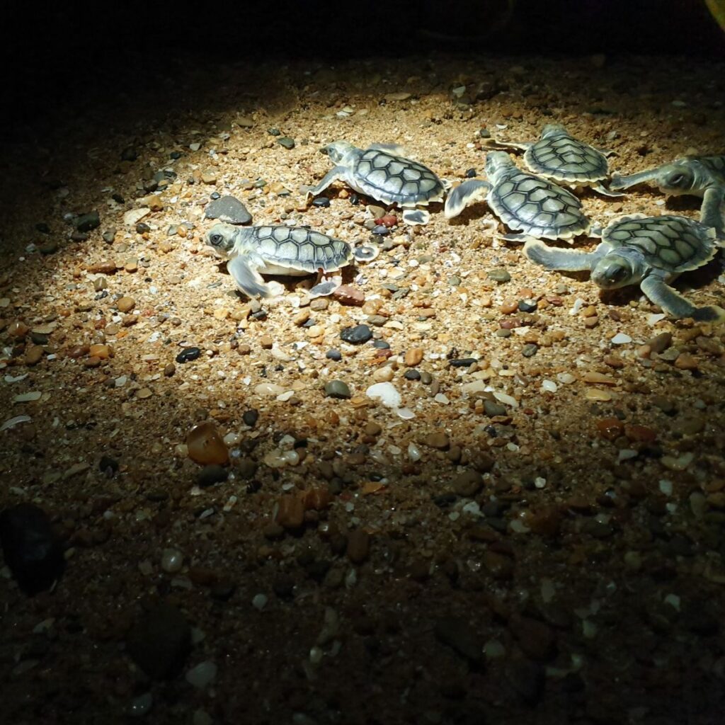 News | Mackay and District Turtle Watch