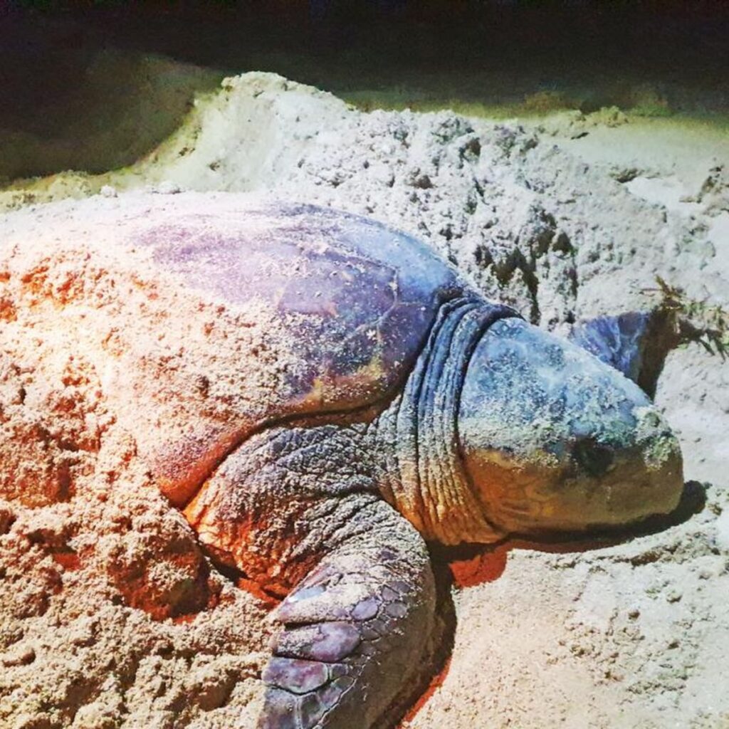 News | Mackay and District Turtle Watch