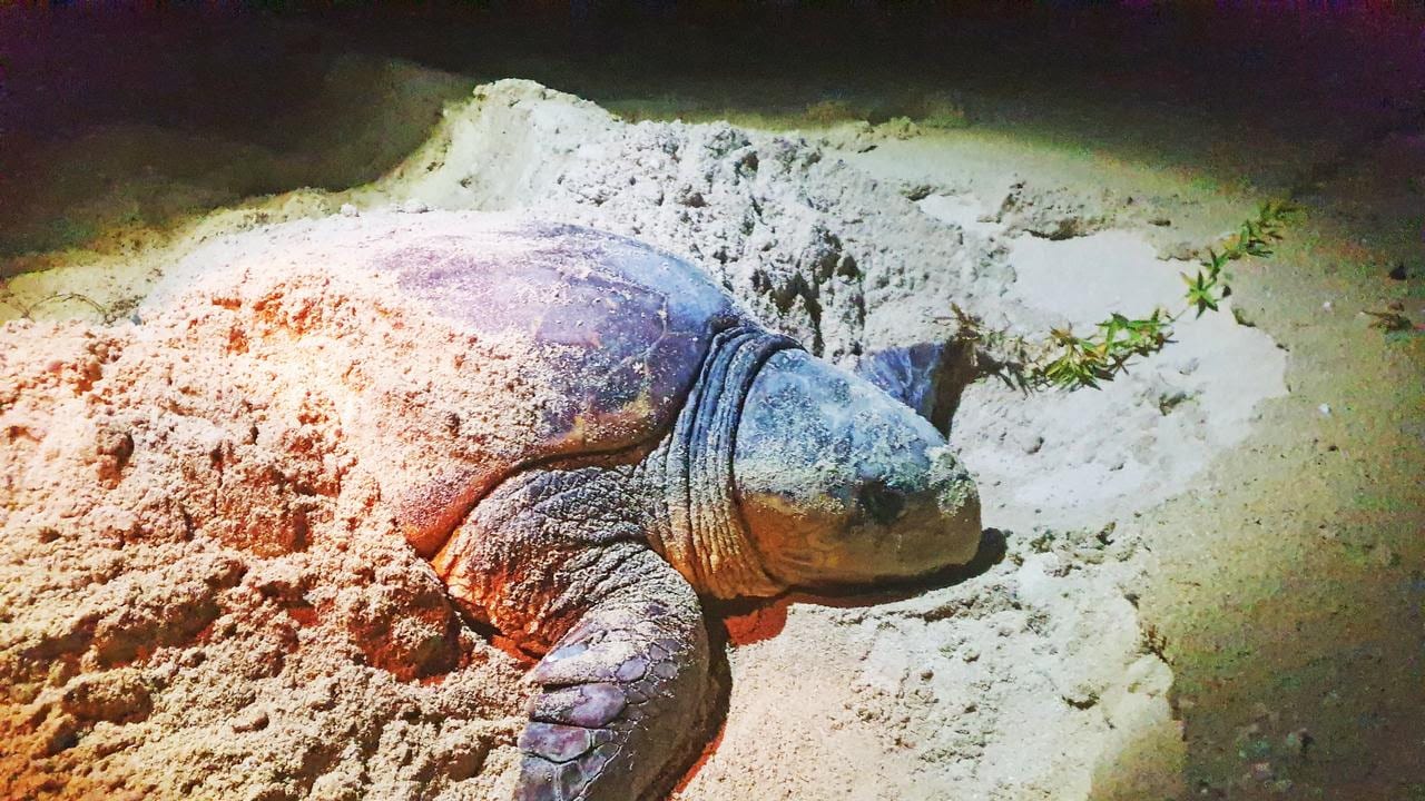 Monitoring trip uncovers unusual sea turtle activity | Mackay and ...