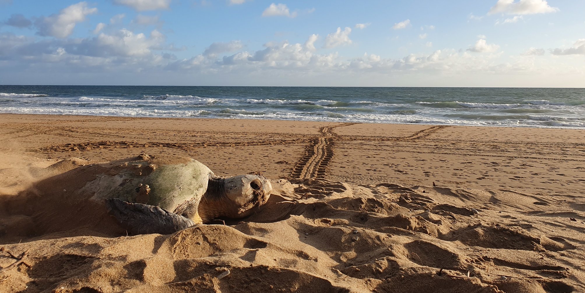 News | Mackay and District Turtle Watch