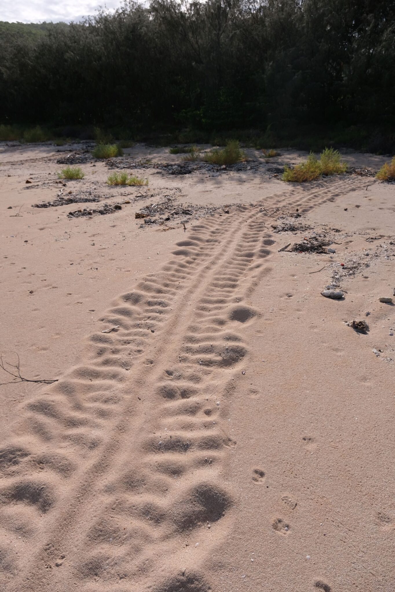 Nesting Season is here | Mackay and District Turtle Watch