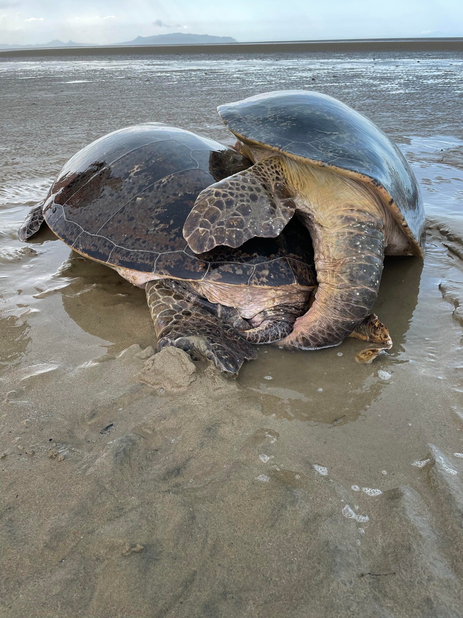 Oops, Where did the water go?! | Mackay and District Turtle Watch
