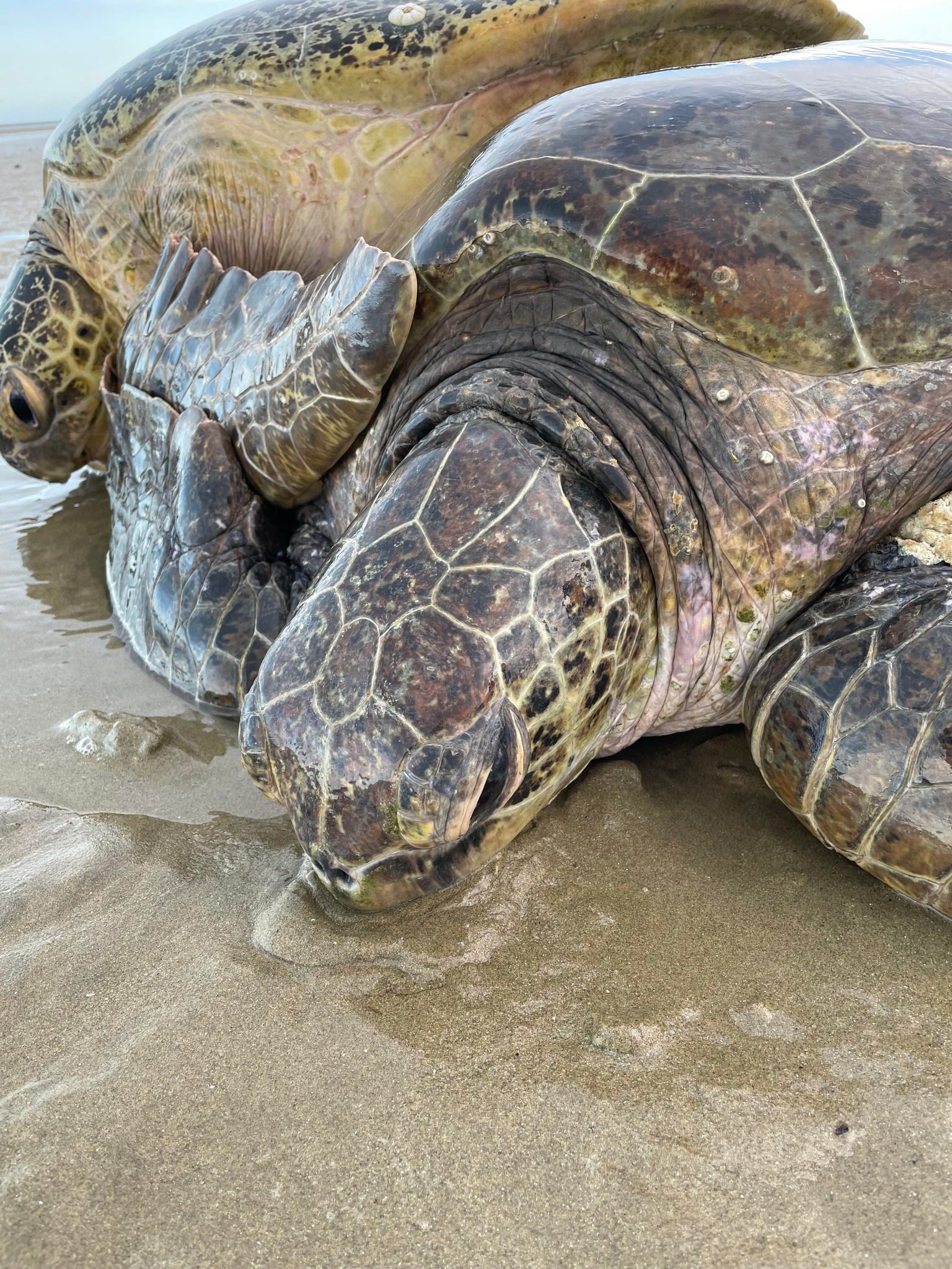 Oops, Where did the water go?! | Mackay and District Turtle Watch