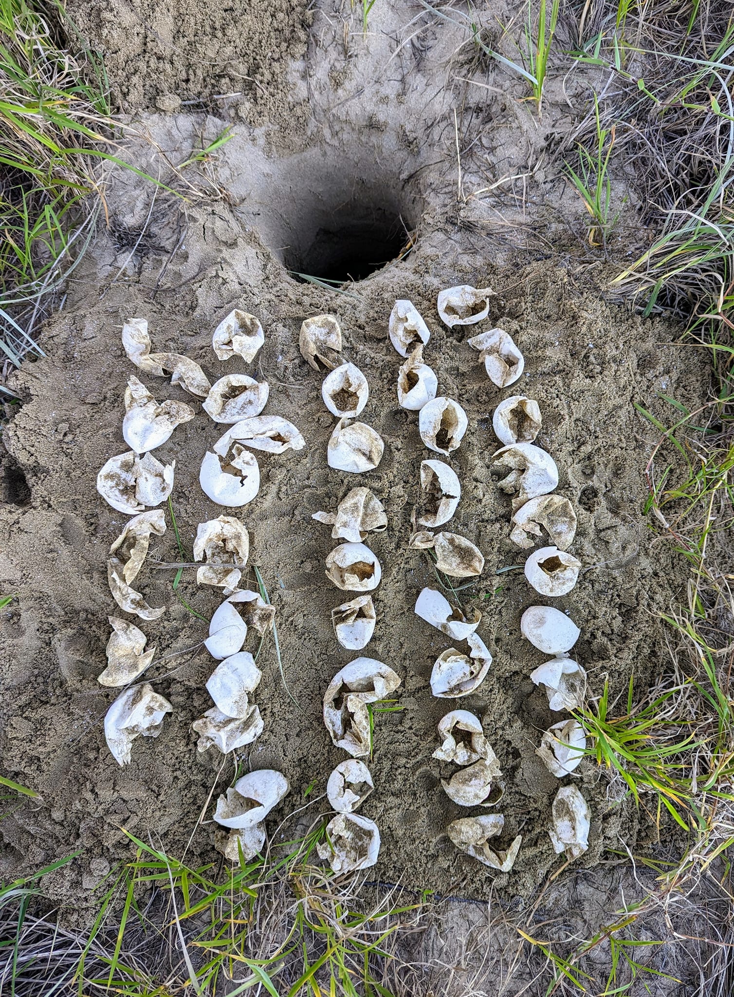 Nesting in the dirt, a very determined turtle! | Mackay and District ...