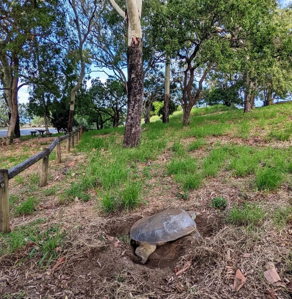 Nesting in the dirt, a very determined turtle! | Mackay and District ...