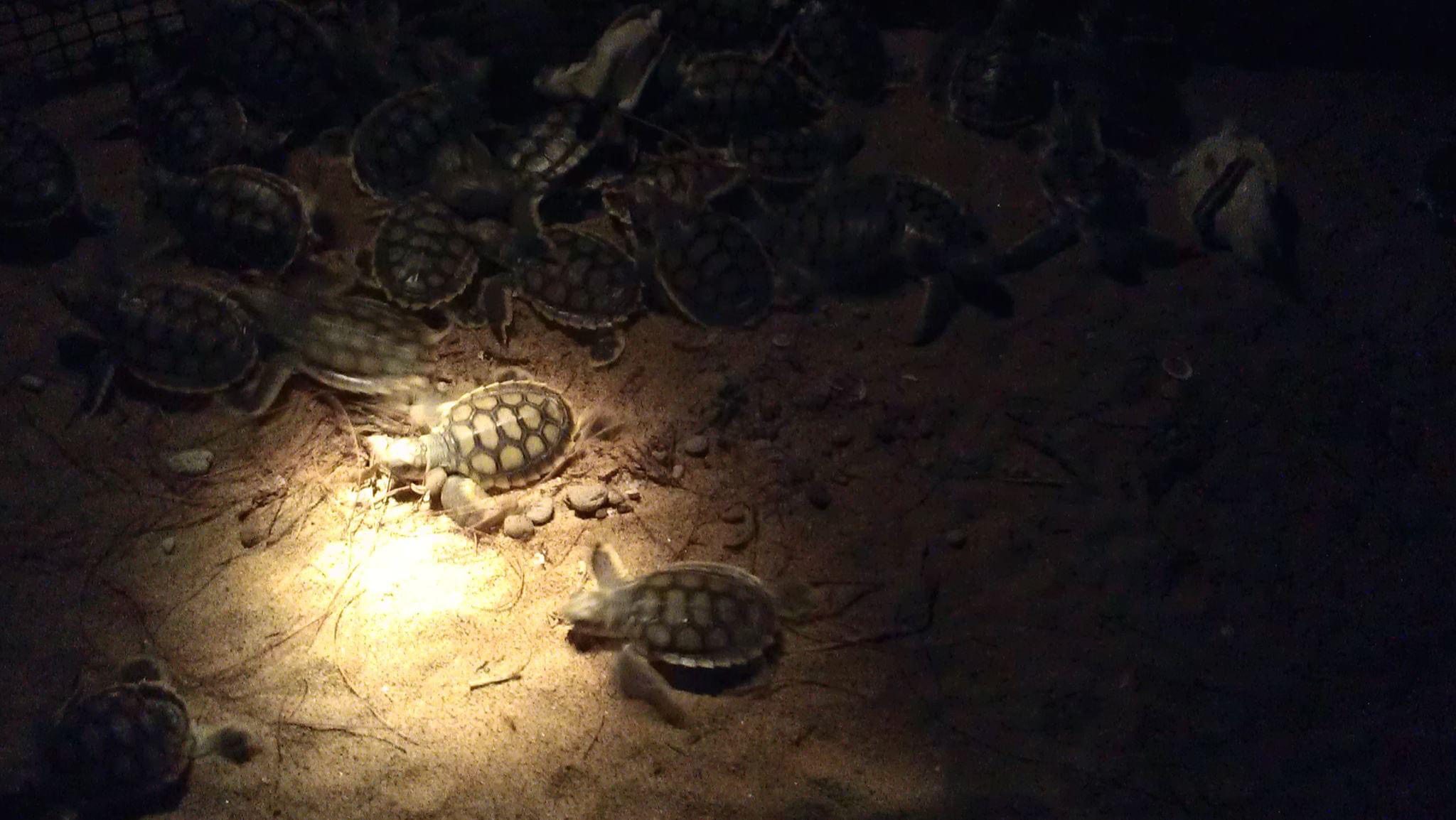 A little STEAM is always a good thing! | Mackay and District Turtle Watch