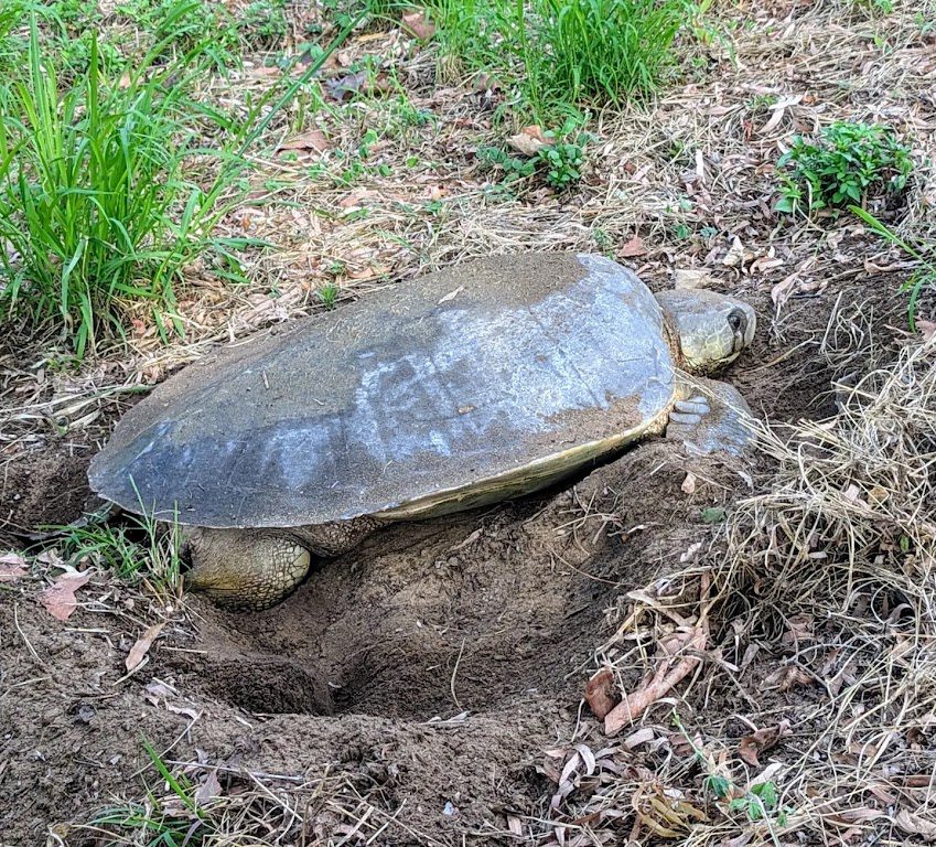 Nesting in the dirt, a very determined turtle! | Mackay and District ...