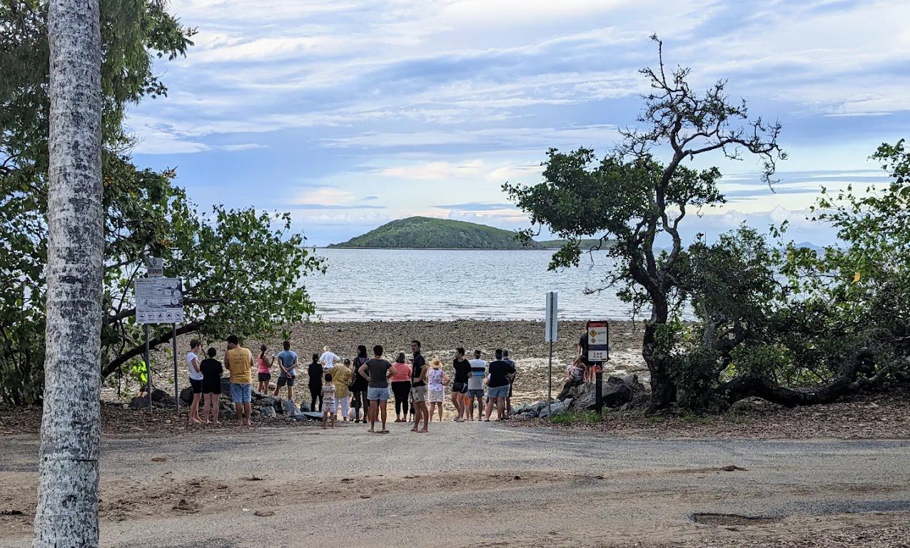 Nesting in the dirt, a very determined turtle! | Mackay and District ...