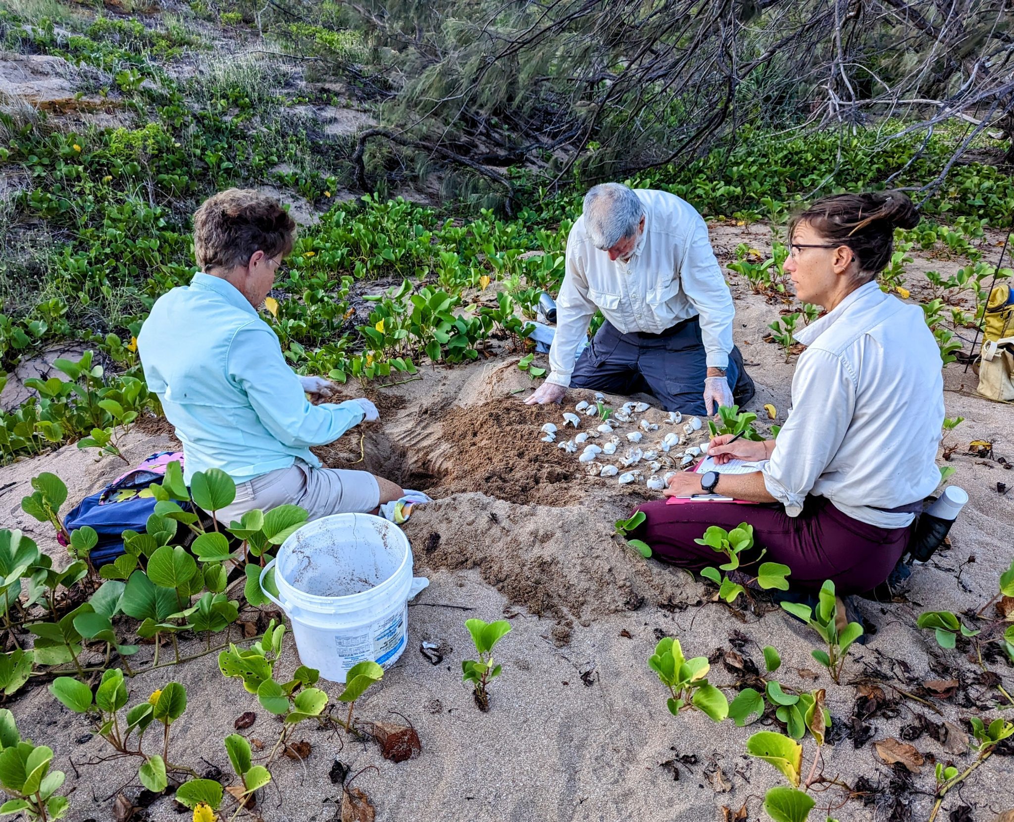 Avoid Island 22/23 Flatback Turtle Census | Mackay and District Turtle ...