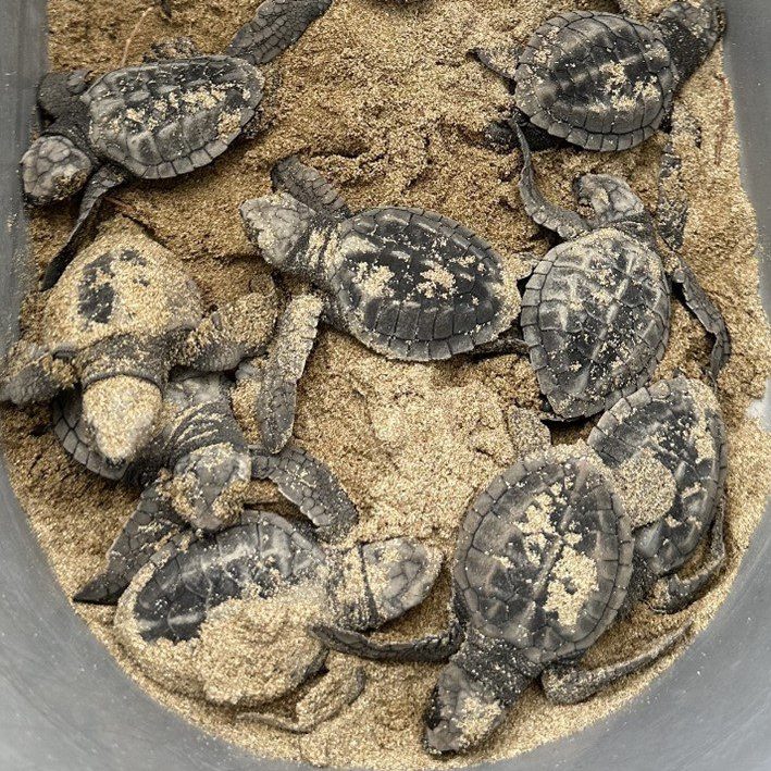 Olive ridley visit | Mackay and District Turtle Watch