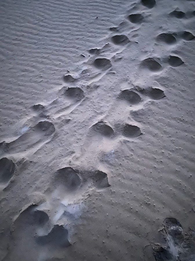 Olive ridley visit | Mackay and District Turtle Watch