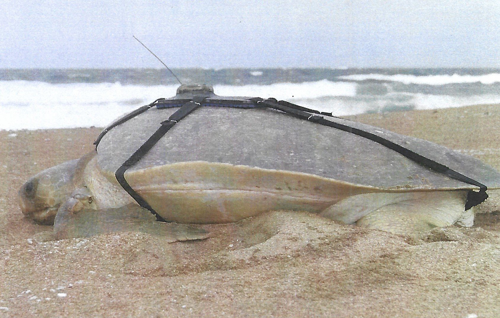 Satellite tagging project 2014-2015 | Mackay and District Turtle Watch Satellite tagging project 2014-2015 | Mackay and District Turtle Watch